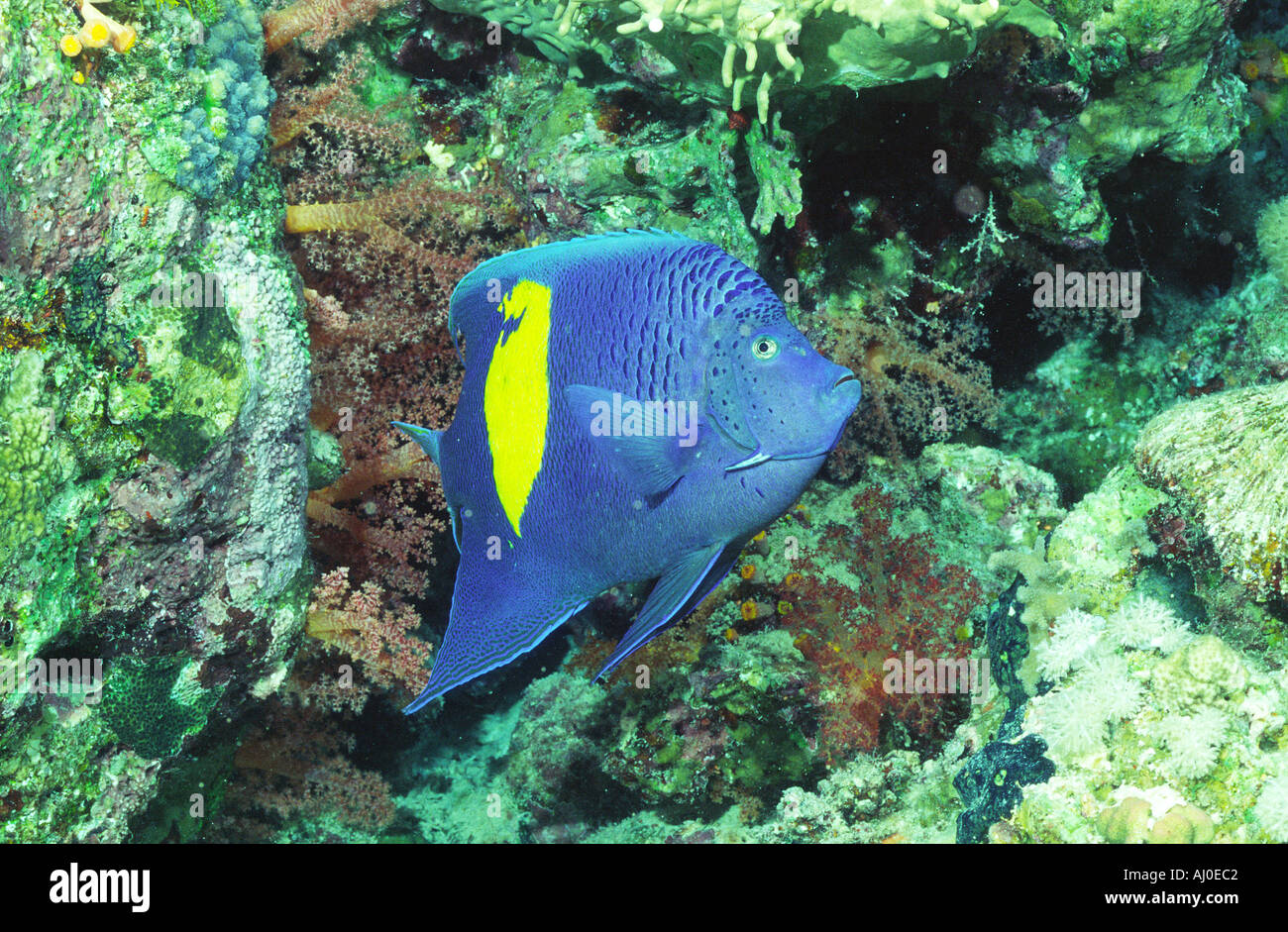 Angelfish swimming under water Stock Photo - Alamy