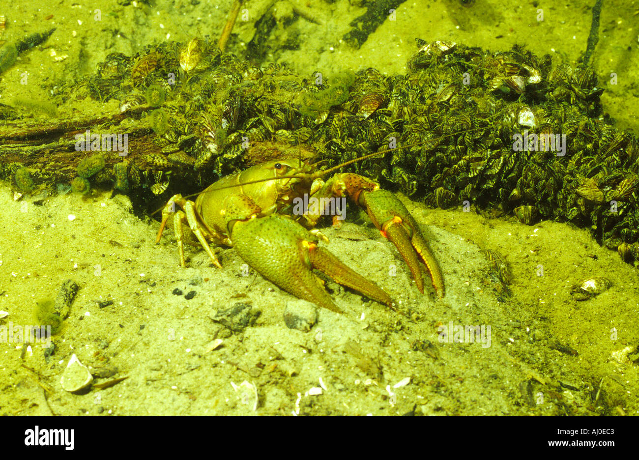 Crawfish in the wild Stock Photo - Alamy