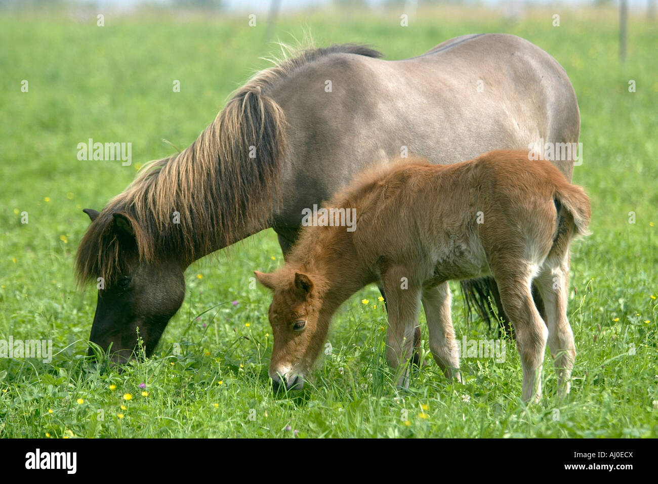 Icelandic Horse Islandpferd Islandpony Stock Photo - Alamy