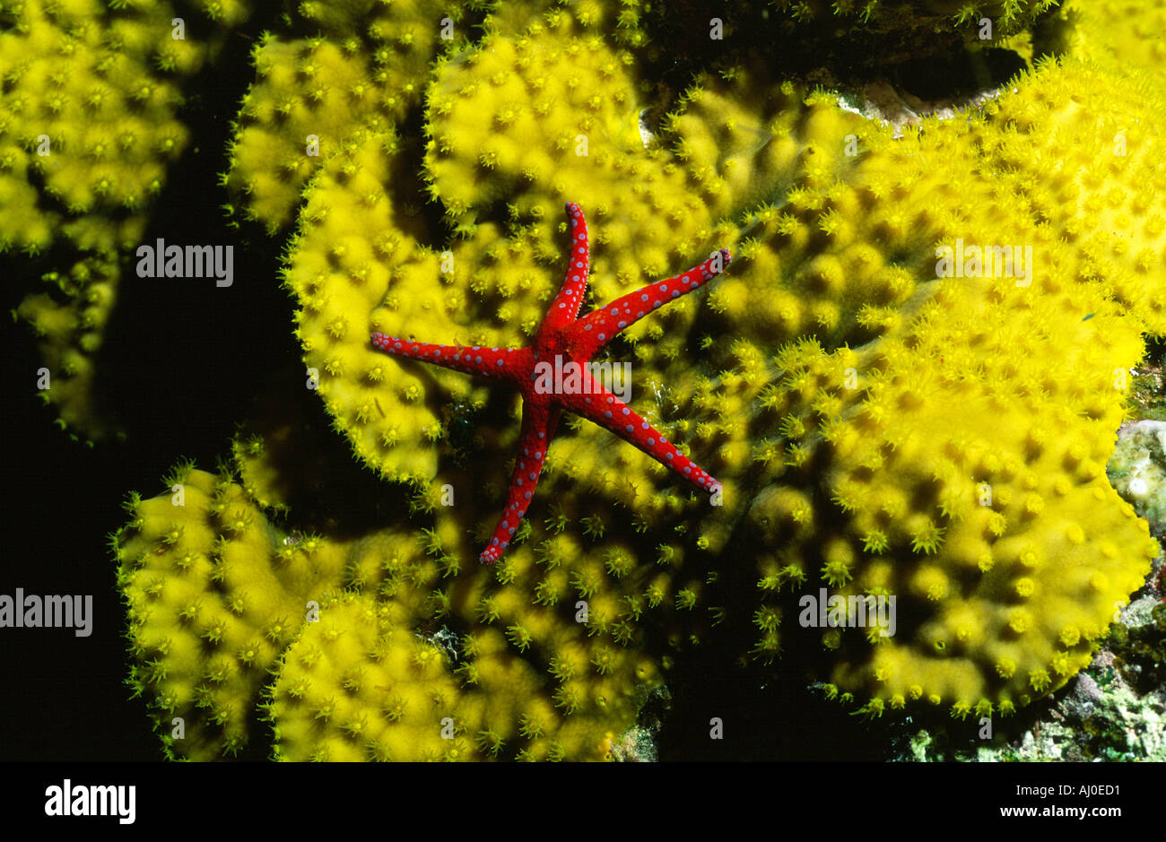 Marble animal hi-res stock photography and images - Alamy