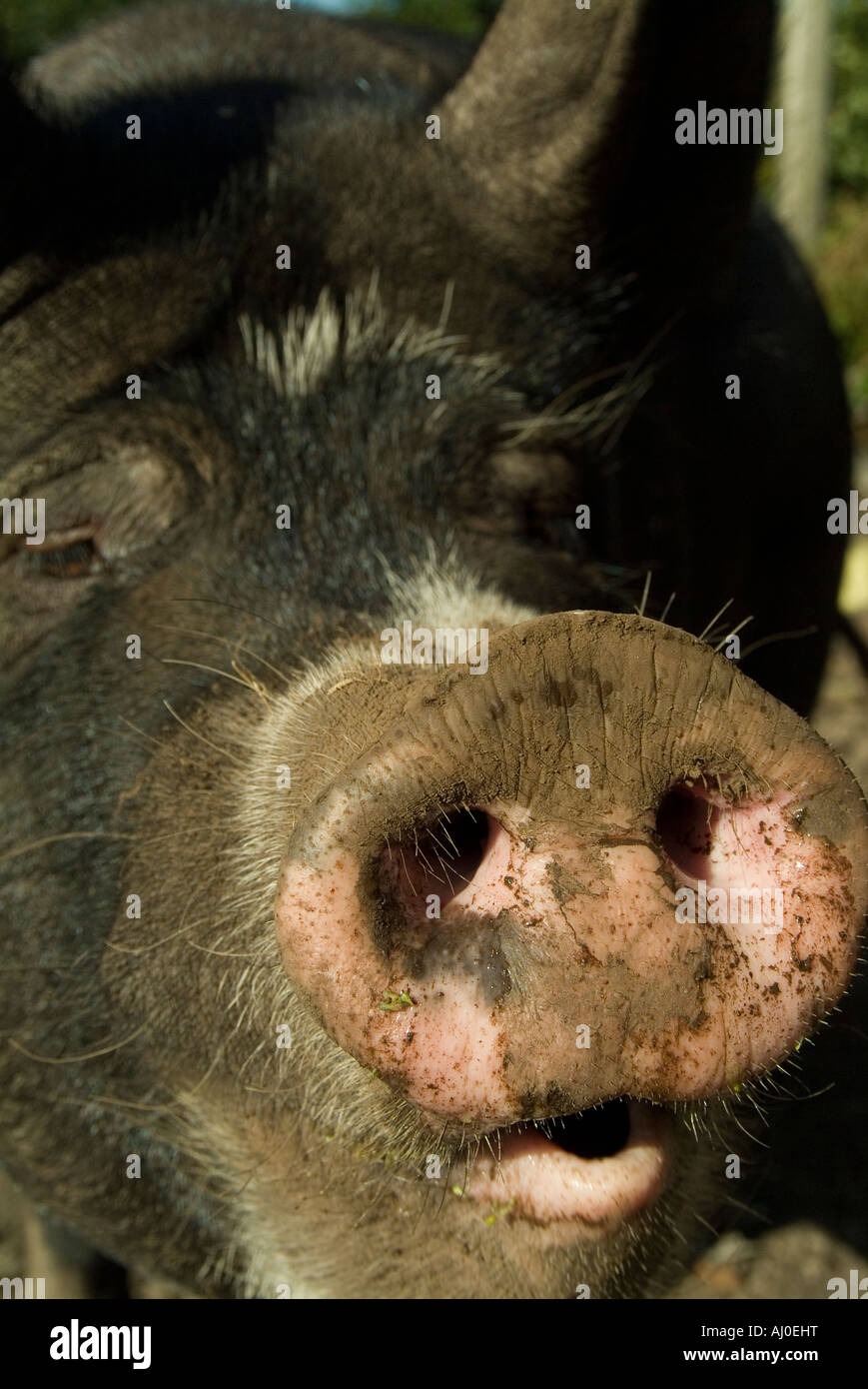 Portrait of berkshire pig sow with mouth open Stock Photo - Alamy