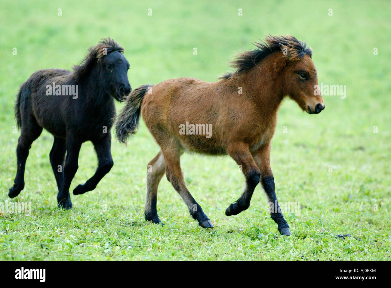 Icelandic Horse Islandpferd Islandpony Stock Photo - Alamy