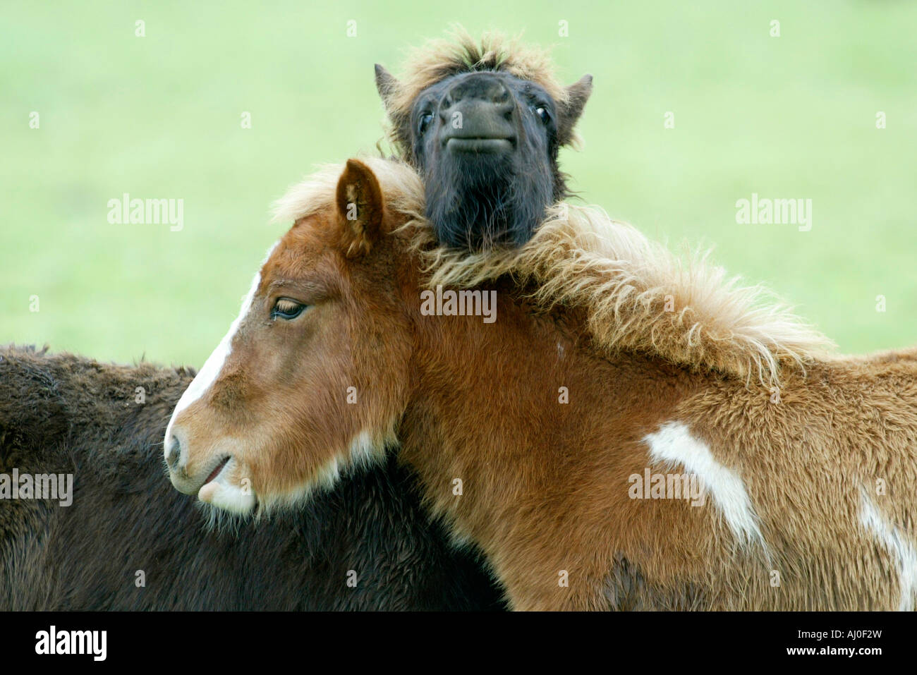 Icelandic Horse Islandpferd Islandpony Stock Photo - Alamy