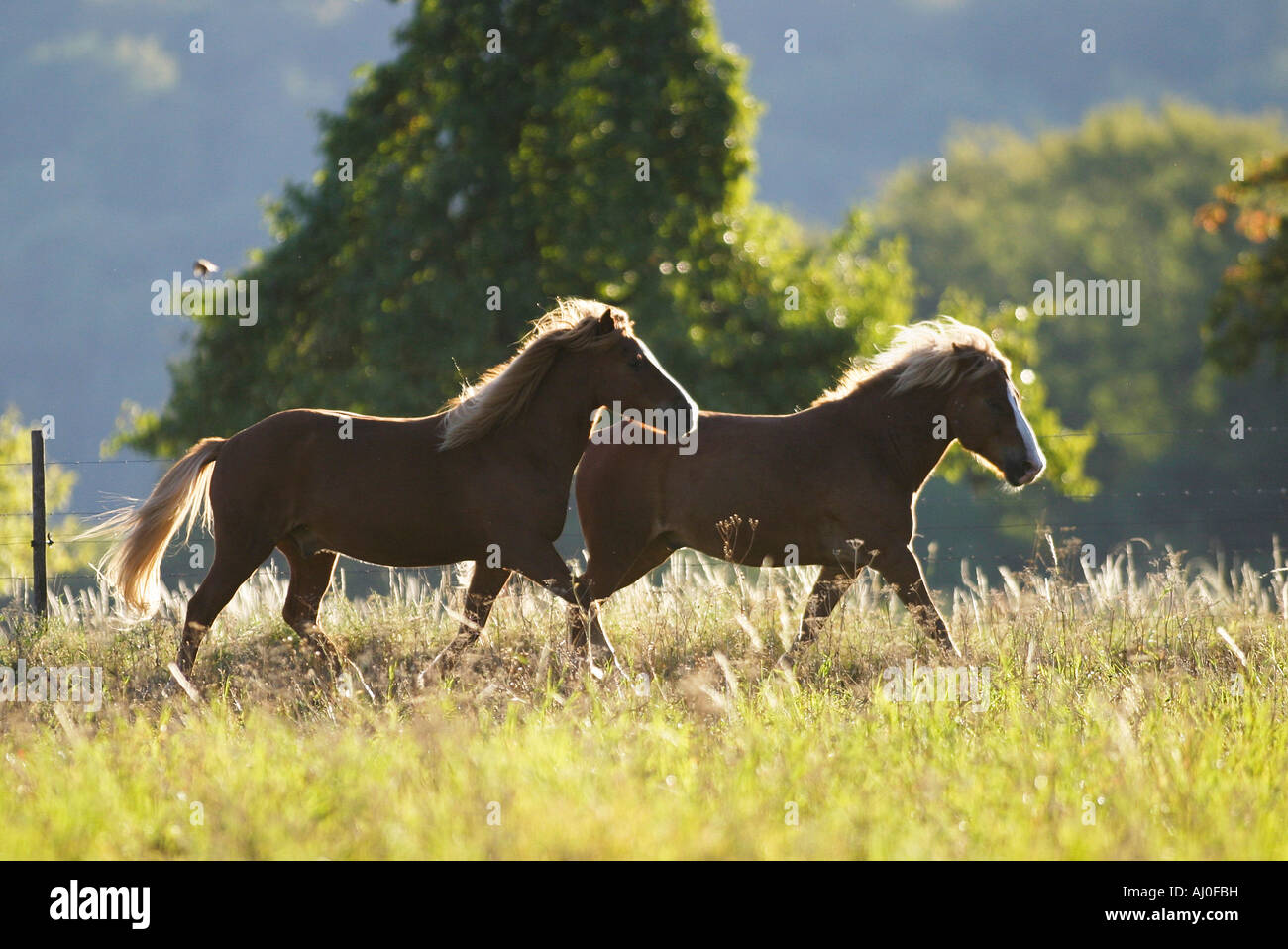Icelandic Horse Islandpferd Islandpony Stock Photo - Alamy