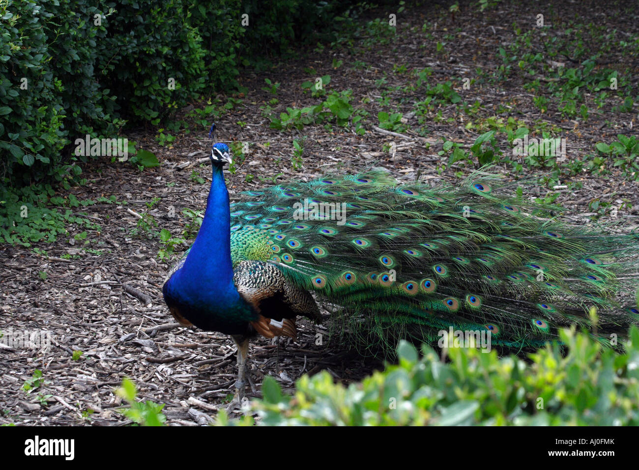 Indian Blue Peacock. Peacock.Peafowl Stock Photo - Alamy