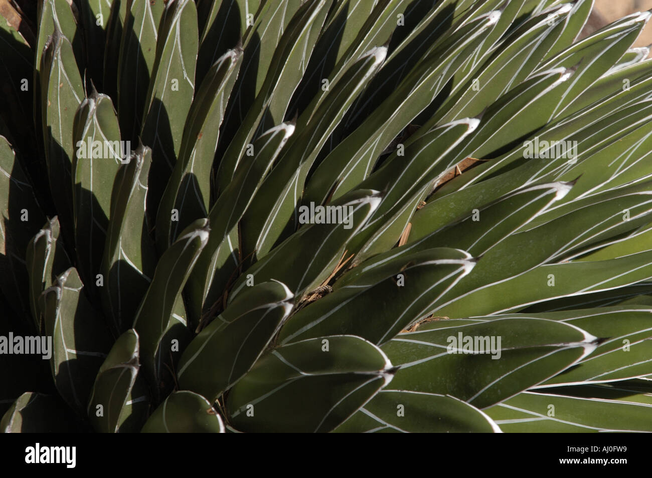 Queen Victoria Agave Stock Photo - Alamy