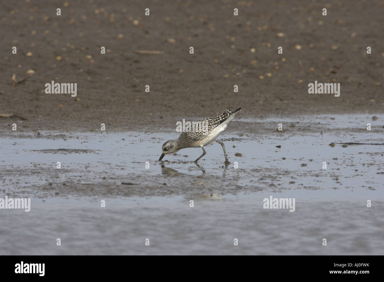 Pluvalis hi-res stock photography and images - Alamy