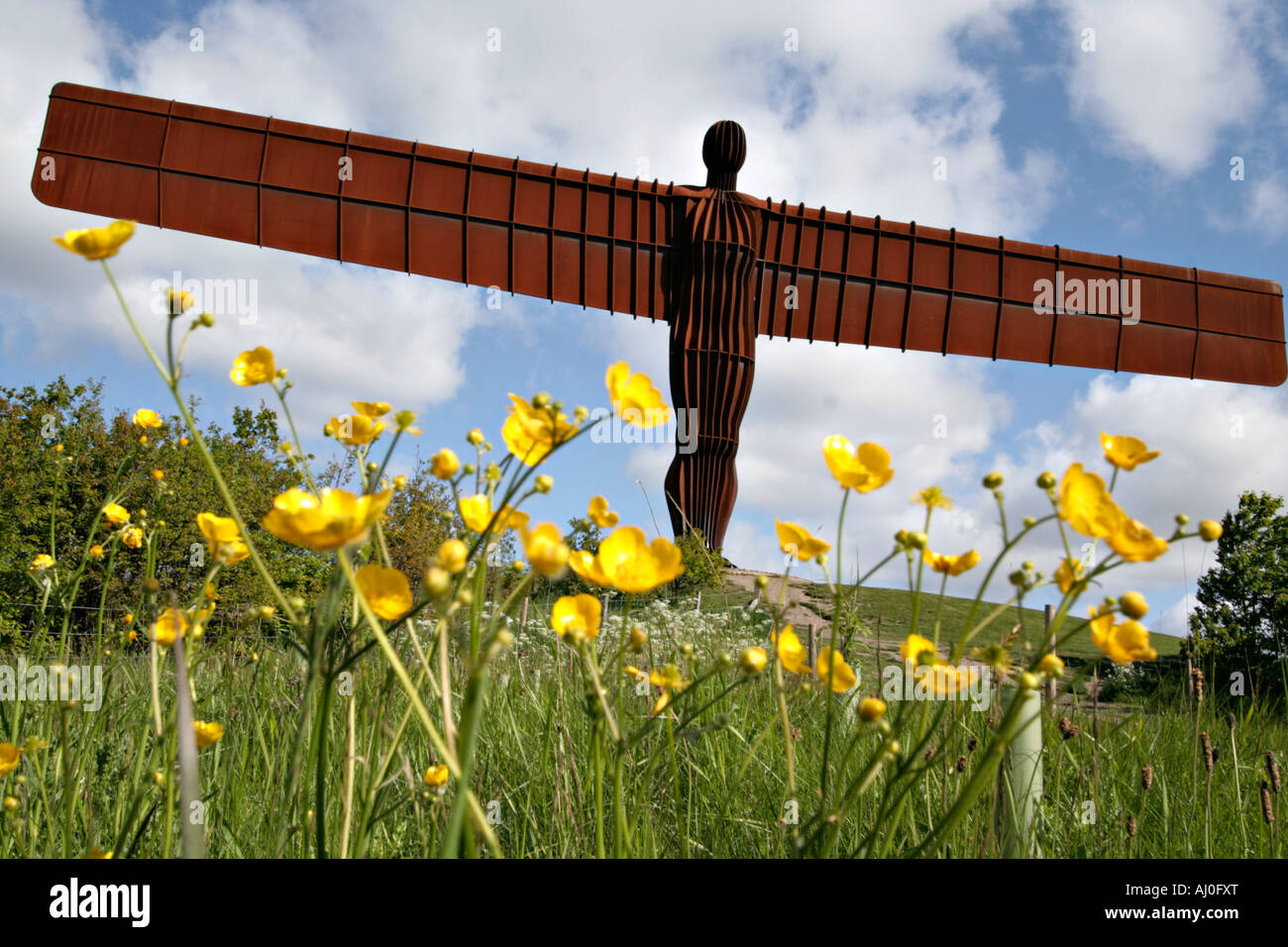 Statue of the Angel of the North overlooking the A1 spring buttercups ...