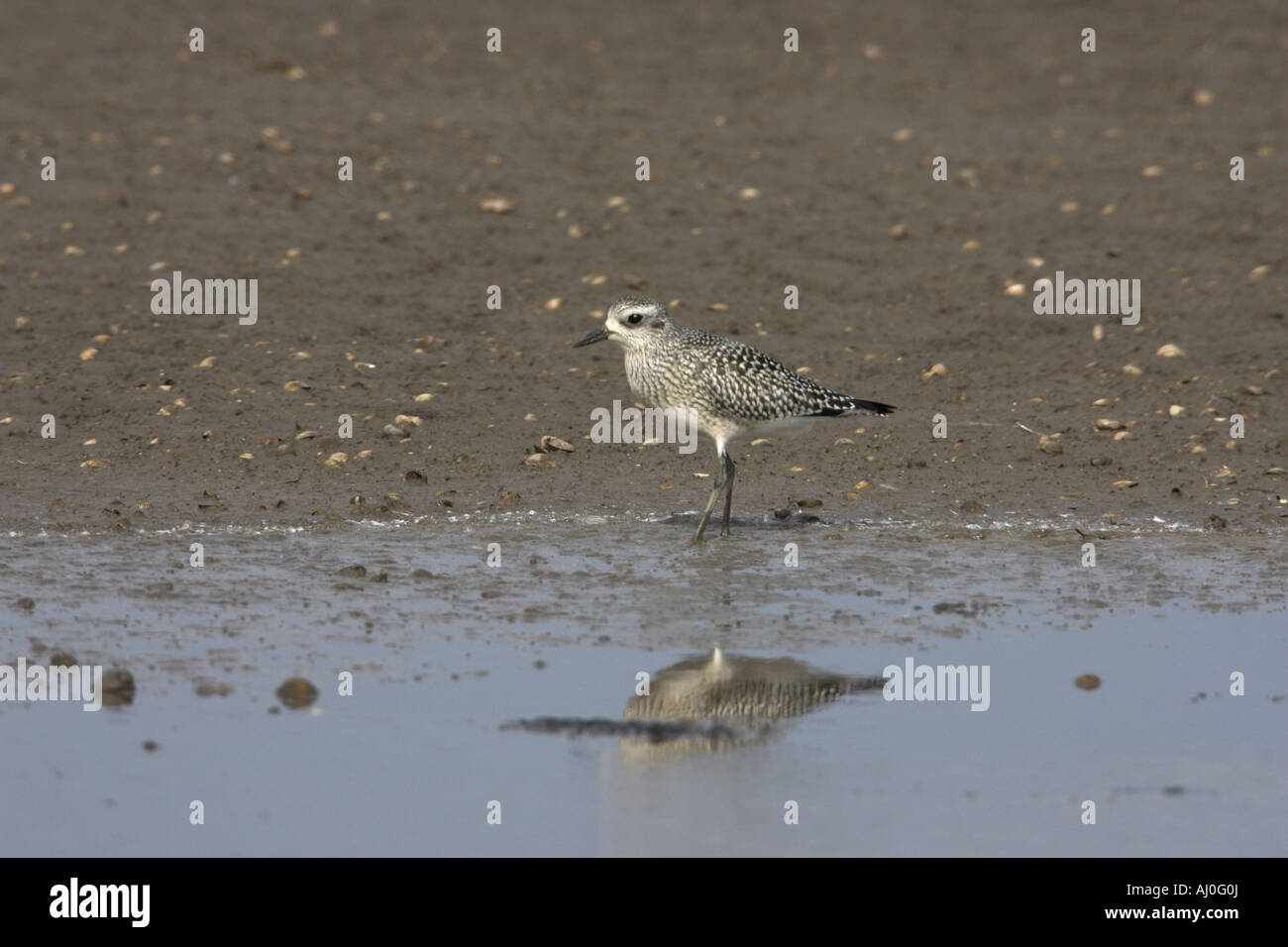 Grey (Black-bellied) Plover Pluvalis squatarola in non-breeding plumage ...