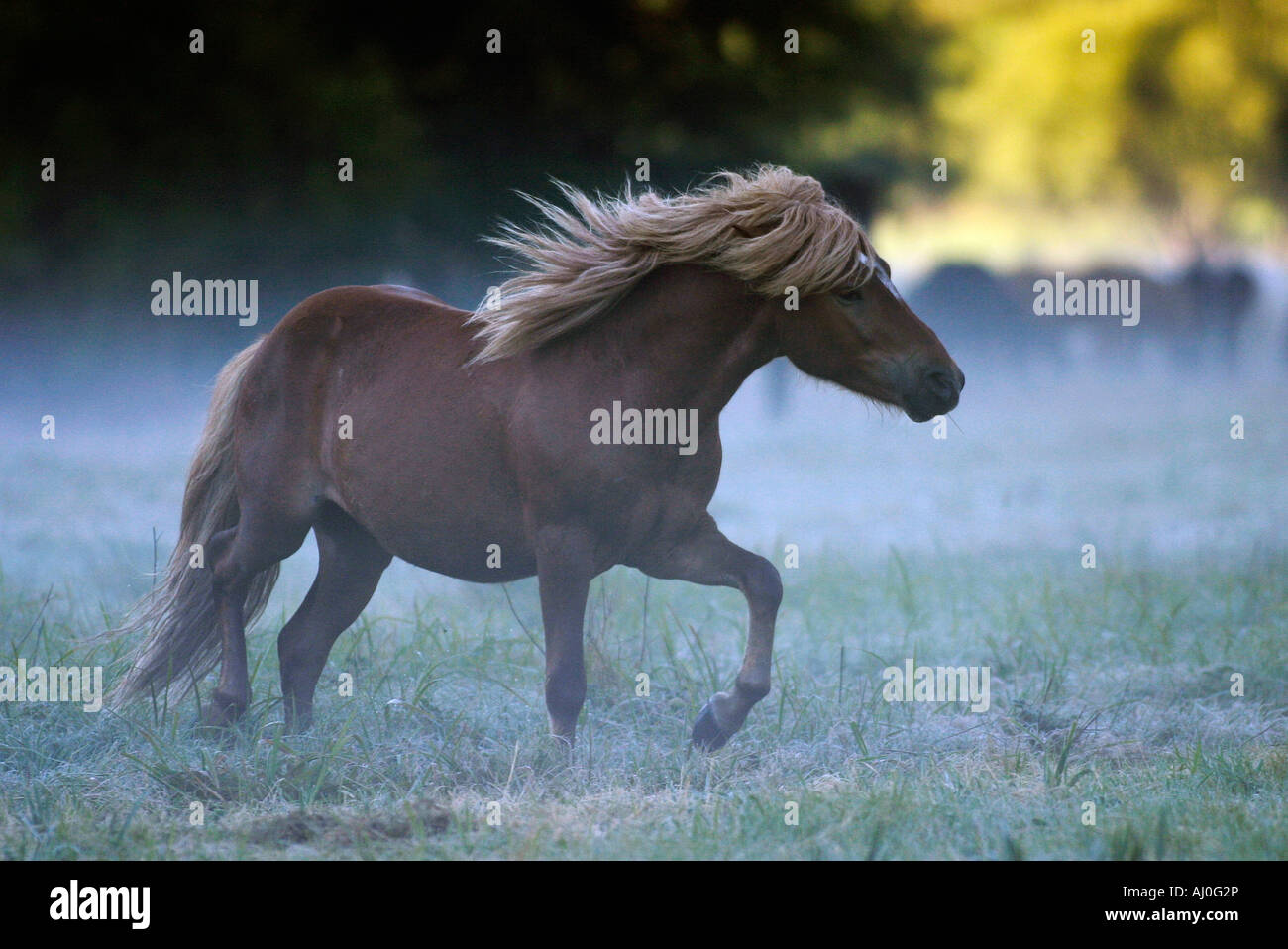 Icelandic Horse Islandpferd Islandpony Stock Photo - Alamy