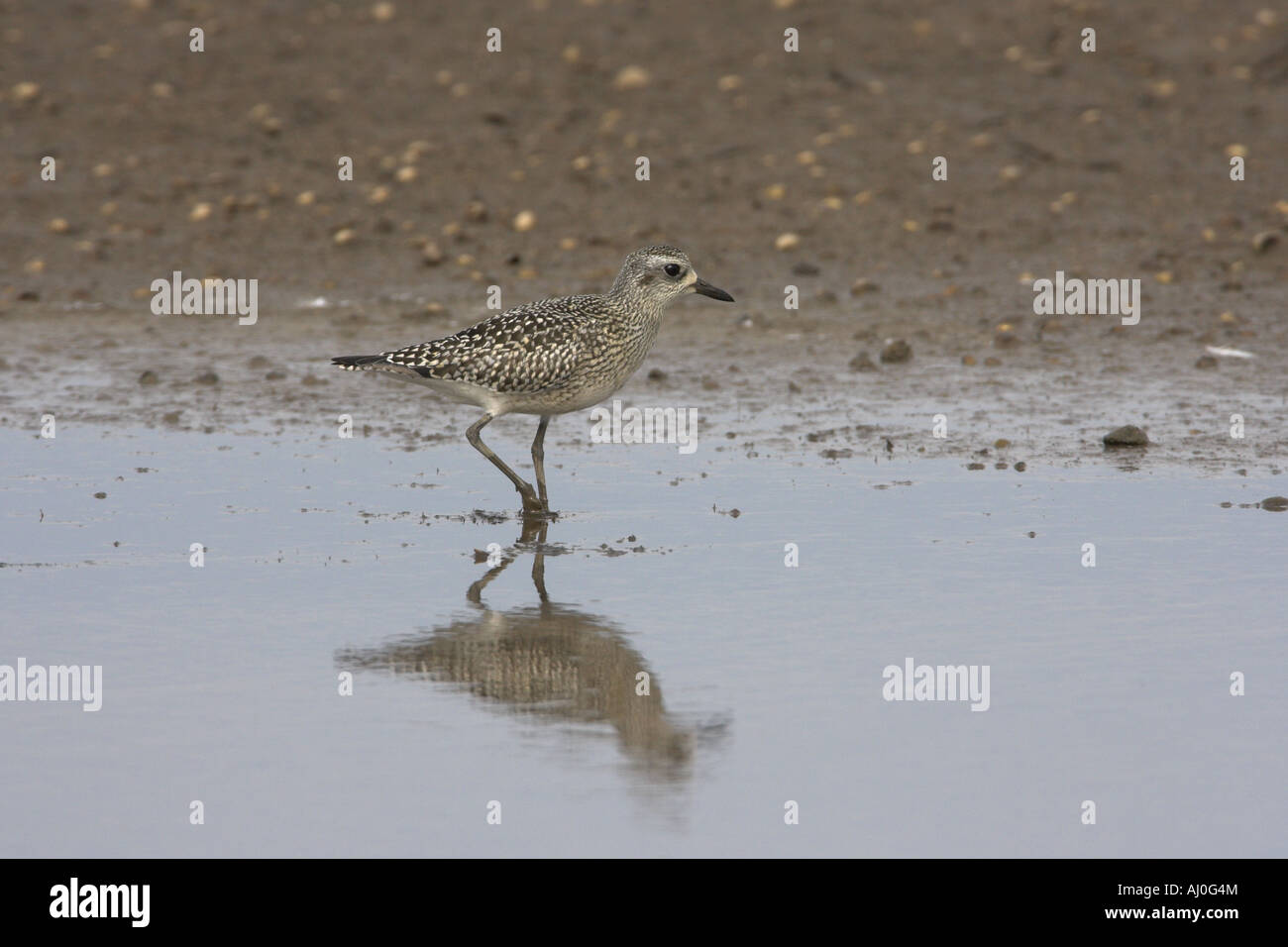 Grey (Black-bellied) Plover Pluvalis squatarola in non-breeding plumage ...