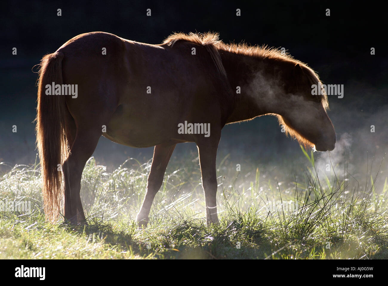 Icelandic Horse Islandpferd Islandpony Stock Photo - Alamy