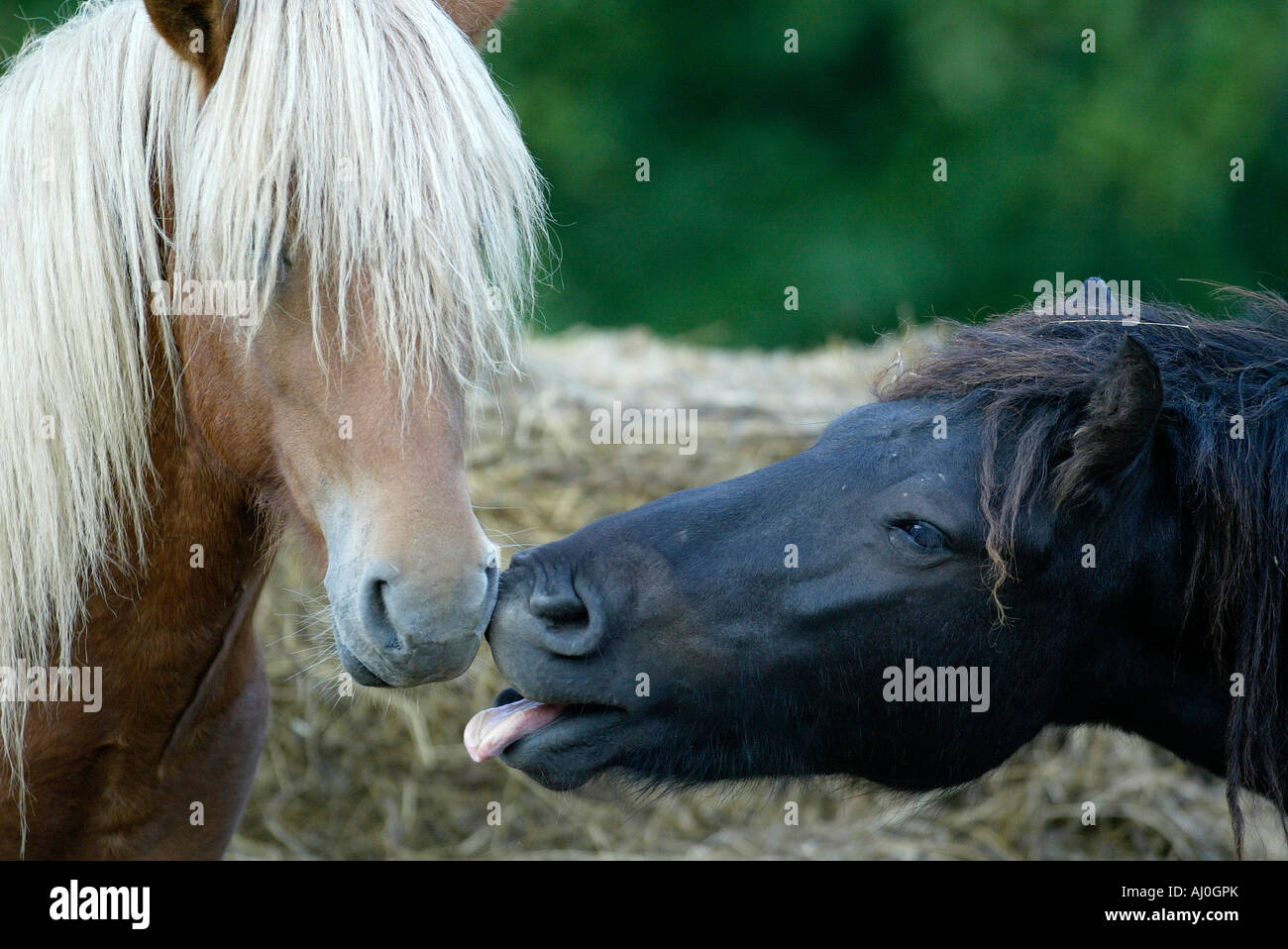 Icelandic Horse Islandpferd Islandpony Stock Photo - Alamy