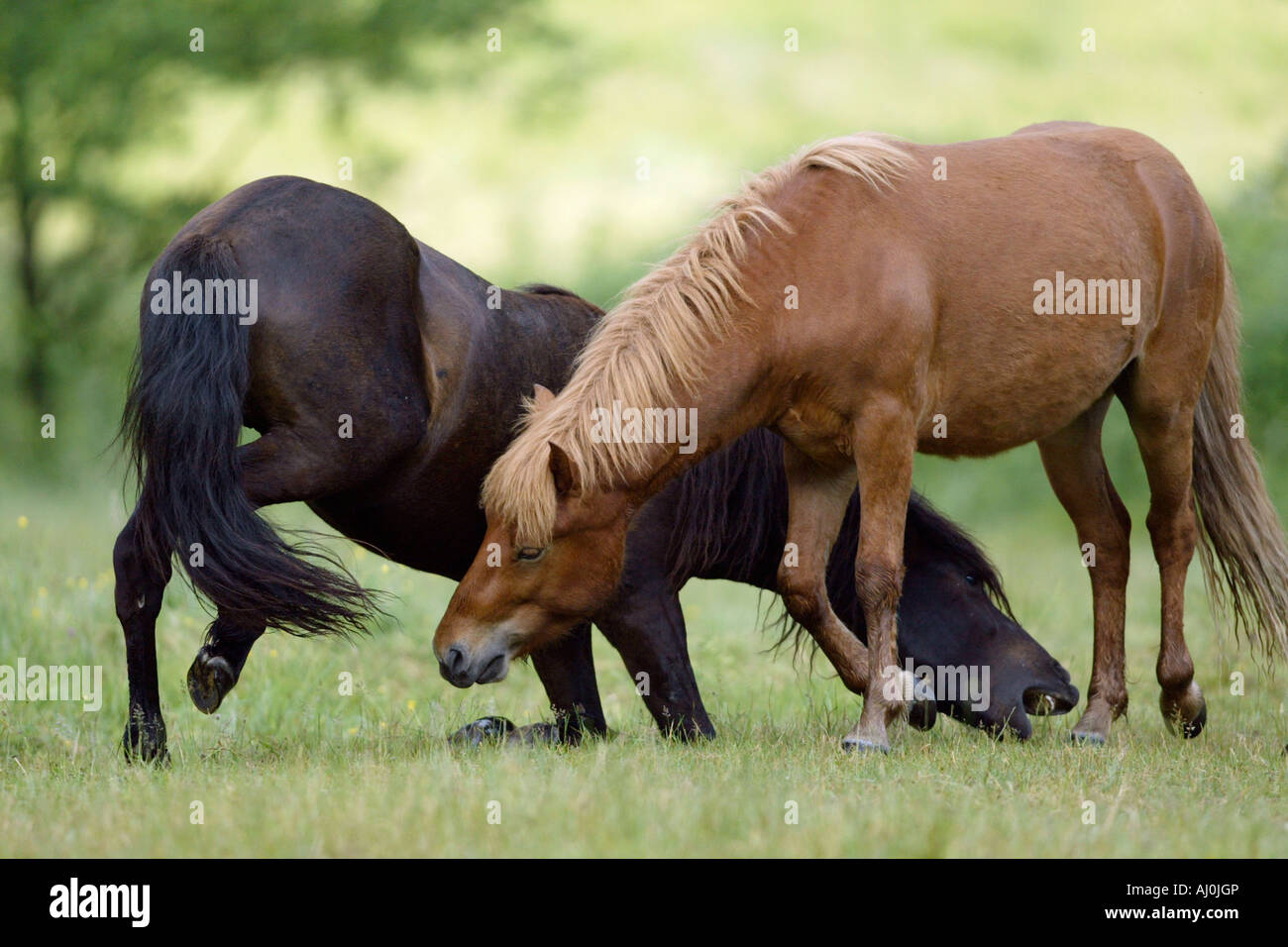 Icelandic Horse Islandpferd Islandpony Stock Photo - Alamy