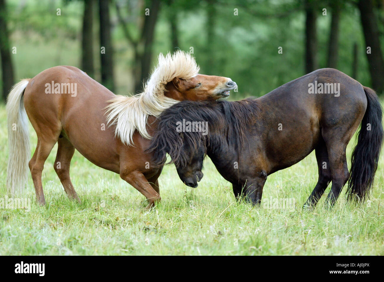 Icelandic Horse Islandpferd Islandpony Stock Photo - Alamy