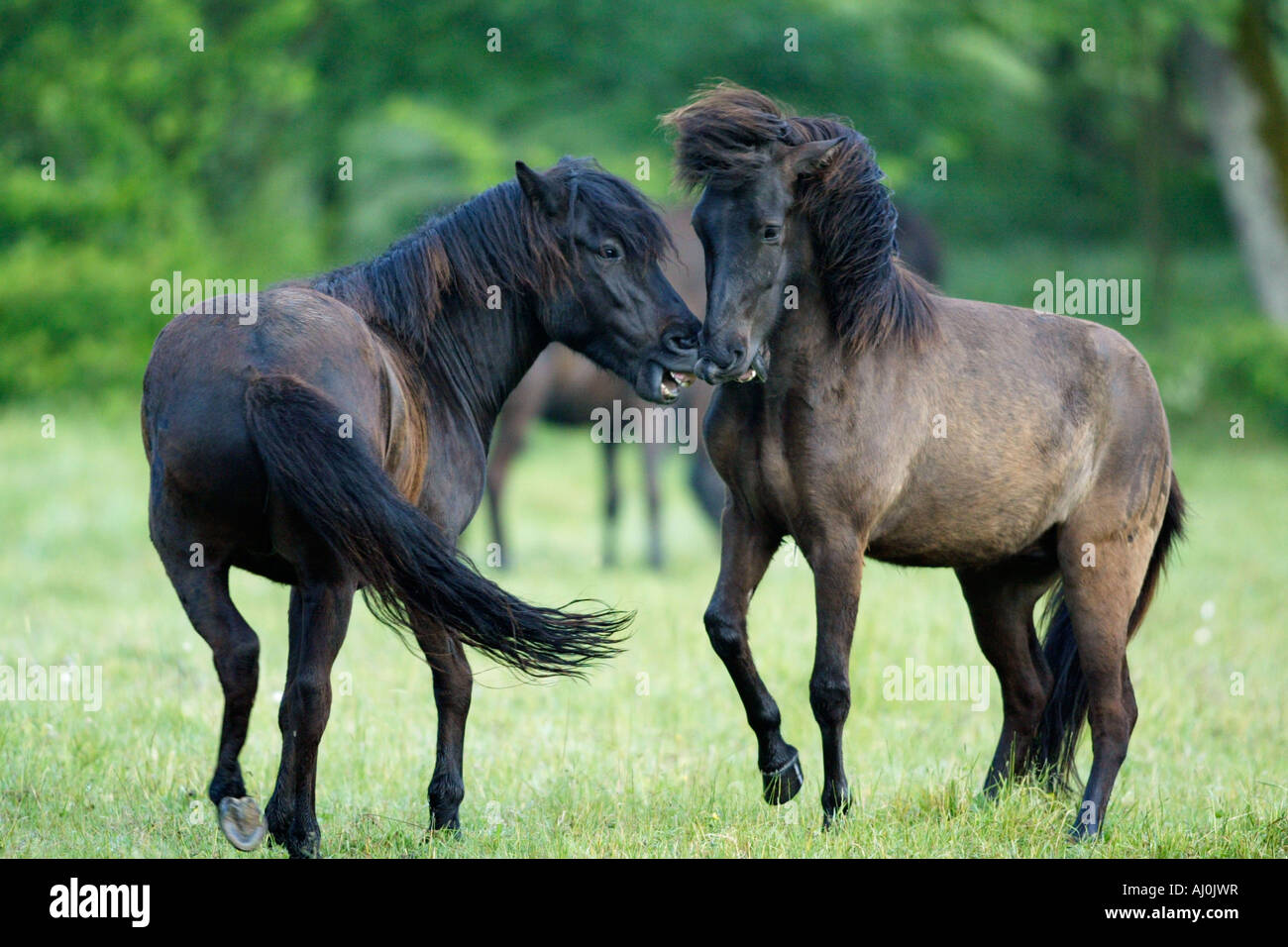 Icelandic Horse Islandpferd Islandpony Stock Photo - Alamy