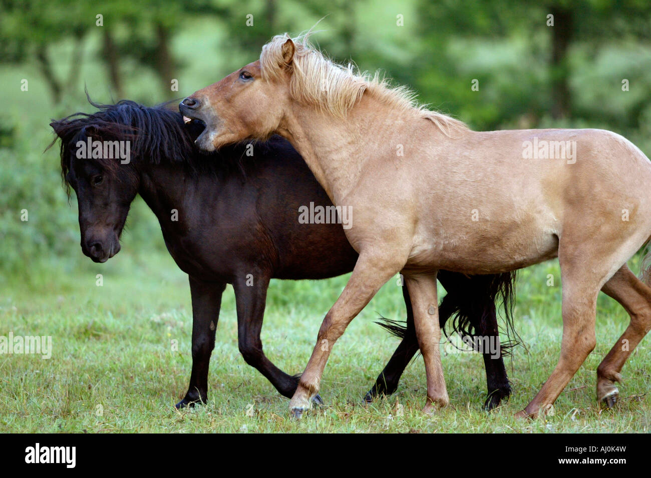 icelandic Horse Islandpferd Islandpony Stock Photo - Alamy