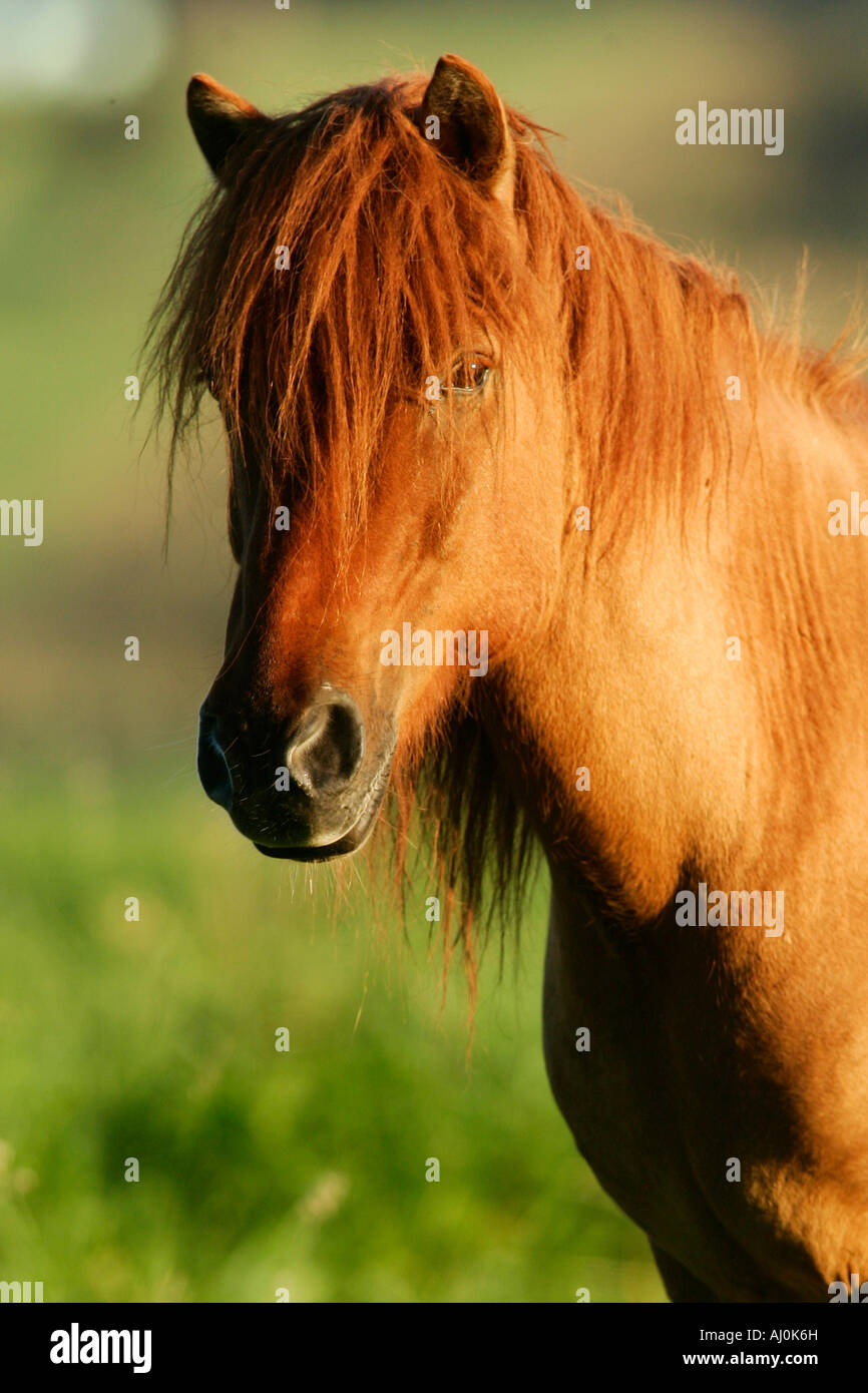 icelandic Horse Islandpferd Islandpony Stock Photo - Alamy