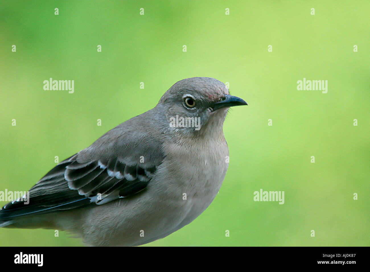 Bird Named Mockingbird mimus polyglottos Texas State Bird The mocker ...