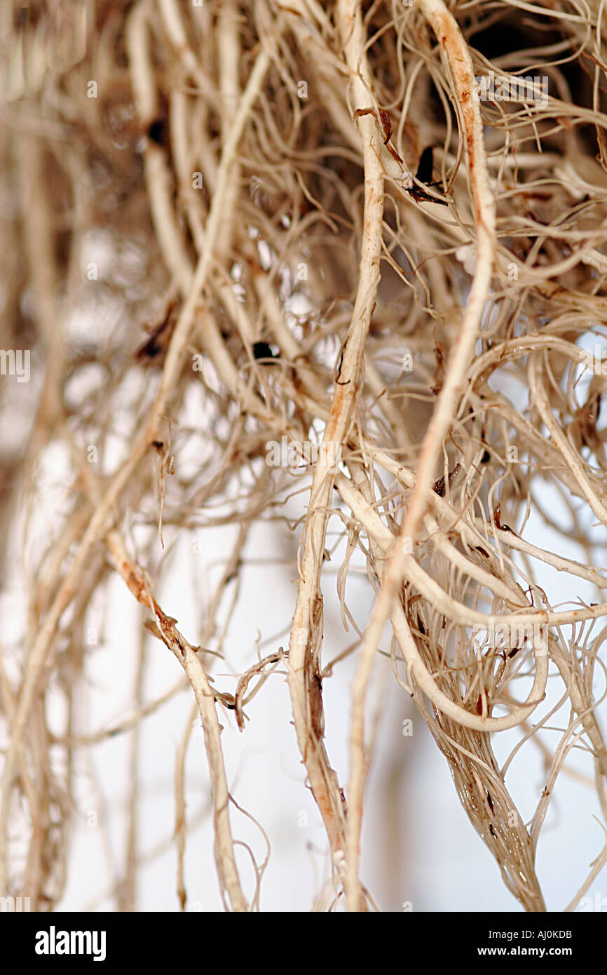 Plants Roots Out of Dirt Stock Photo - Alamy