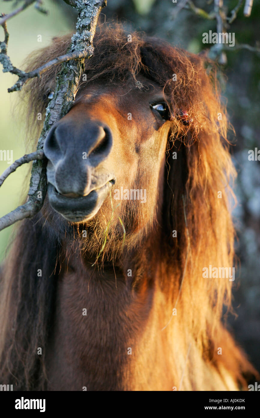 icelandic Horse Islandpferd Islandpony Stock Photo - Alamy