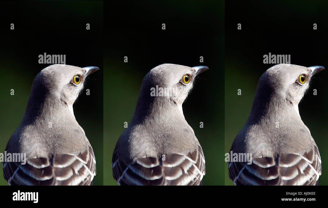 Profile of Mockingbird Texas State Bird Stock Photo - Alamy