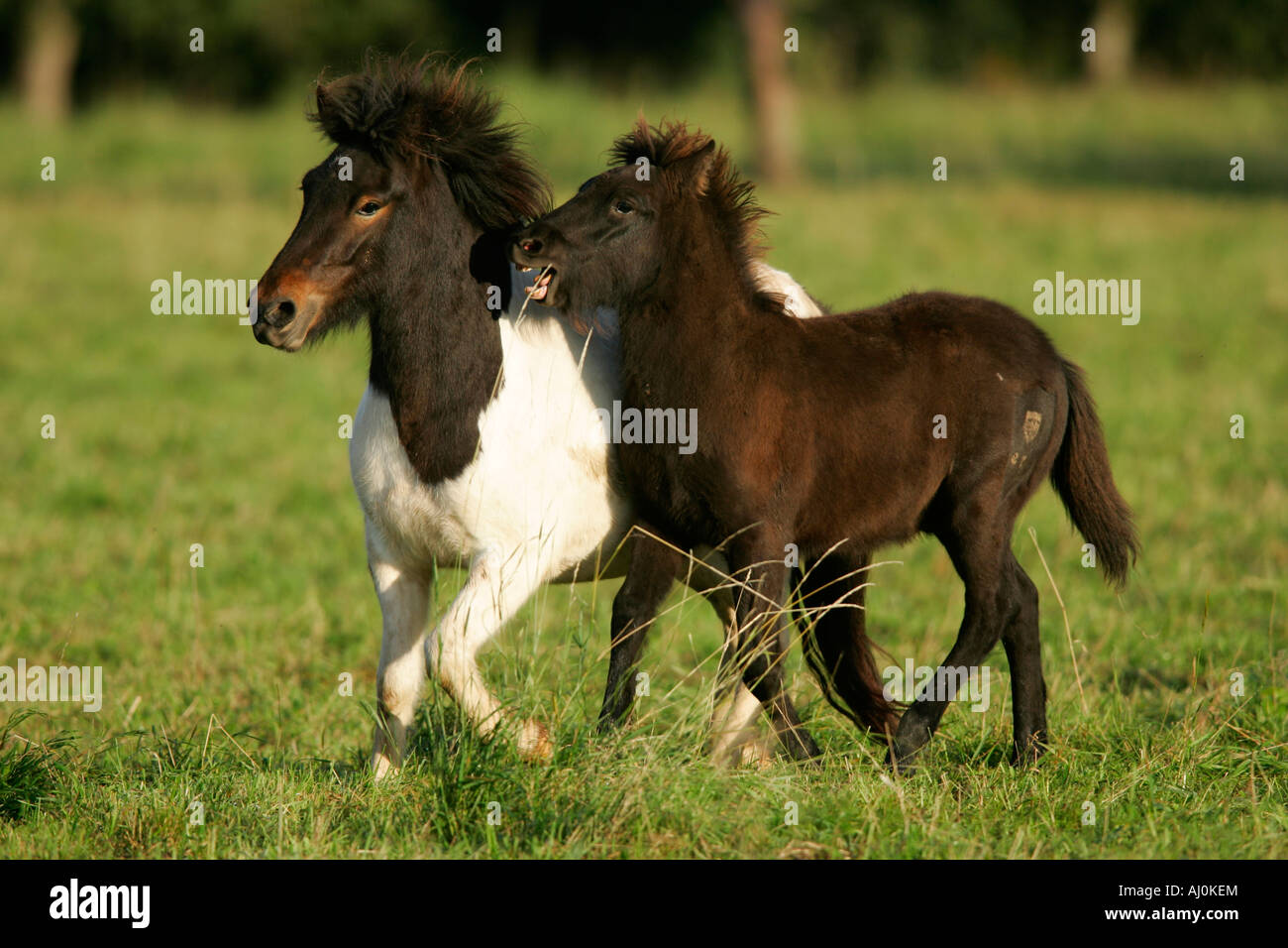 icelandic Horse Islandpferd Islandpony Stock Photo - Alamy
