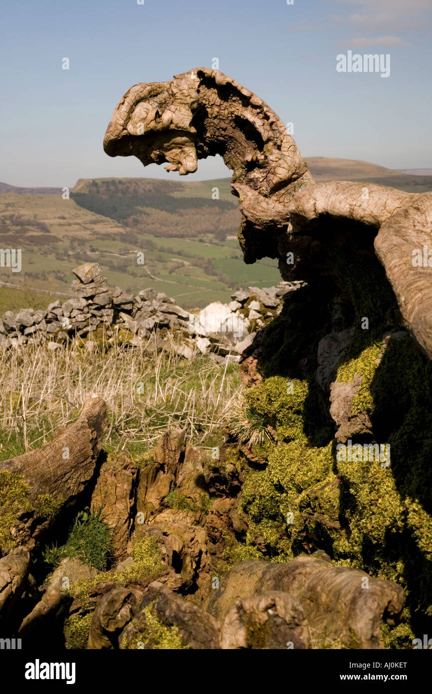 A fallen dead tree takes the form of a gargoyle cloaked in sunlit moss ...