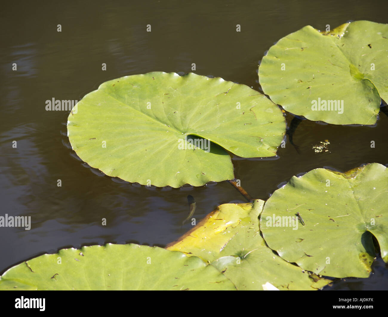 Floating pad hi-res stock photography and images - Alamy