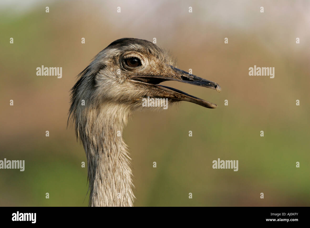 Greater rhea Rhea americana Brazil Stock Photo - Alamy