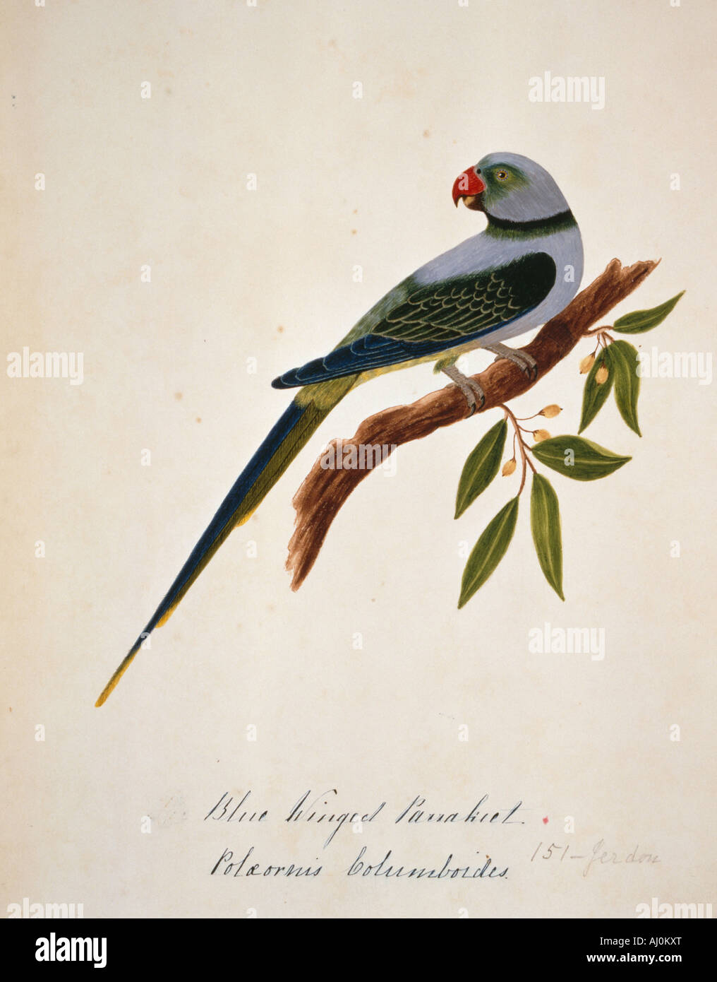 Psittacula columboides, Malabar parakeet Stock Photo - Alamy