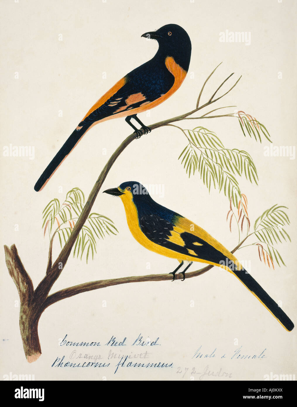 Pericrocotus flammeus, scarlet minivet Stock Photo - Alamy