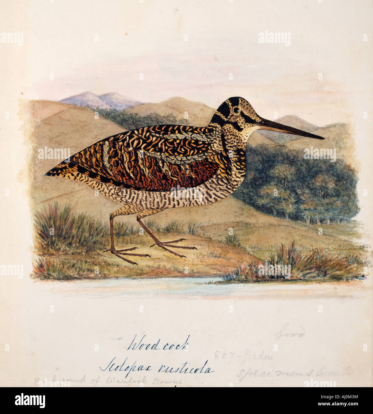 Scolopax rusticola, Eurasian woodcock Stock Photo - Alamy