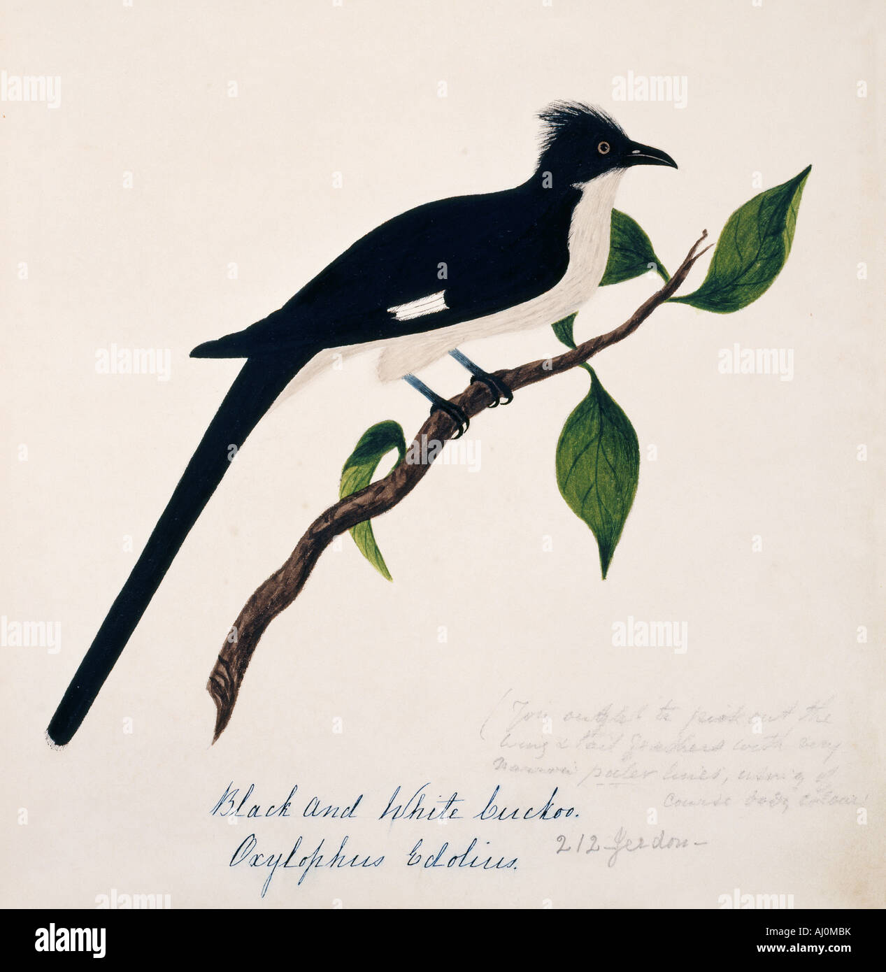 Clamator jacobinus, jacobin cuckoo Stock Photo - Alamy