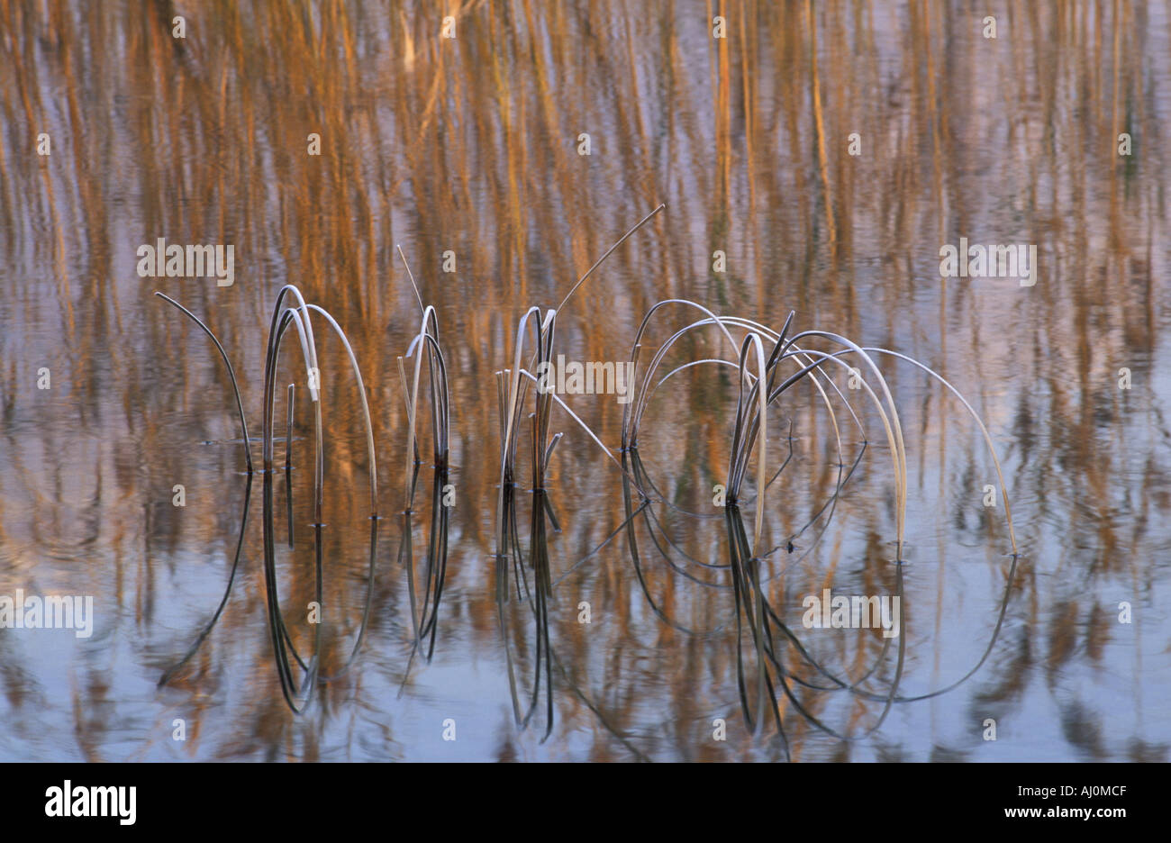 Mace hi-res stock photography and images - Alamy