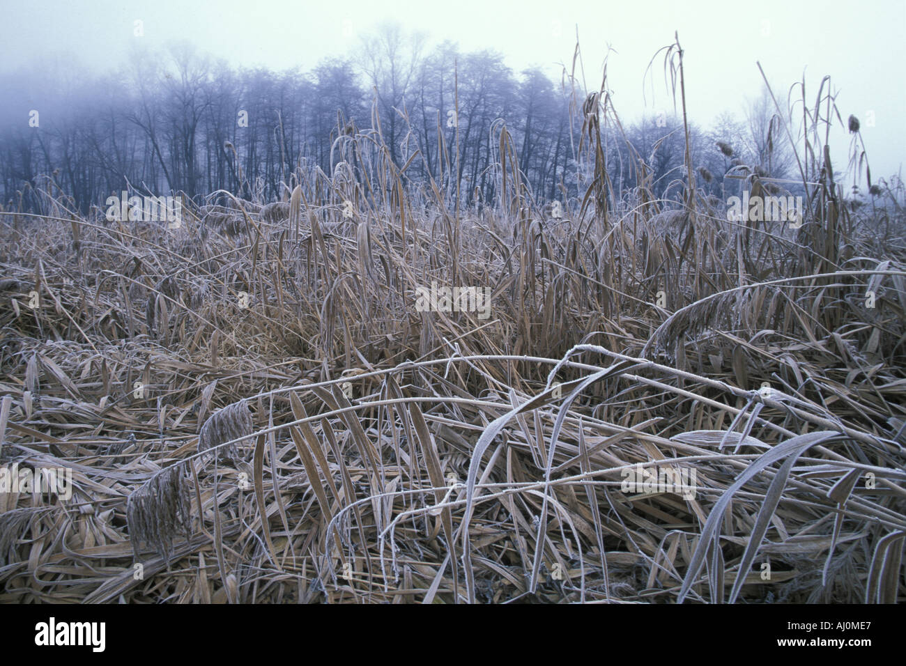 Ditch reed with frost Italy Stock Photo - Alamy