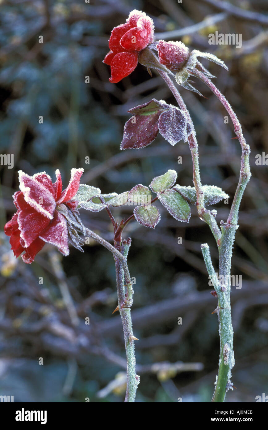 Rose with frost Italy Stock Photo - Alamy