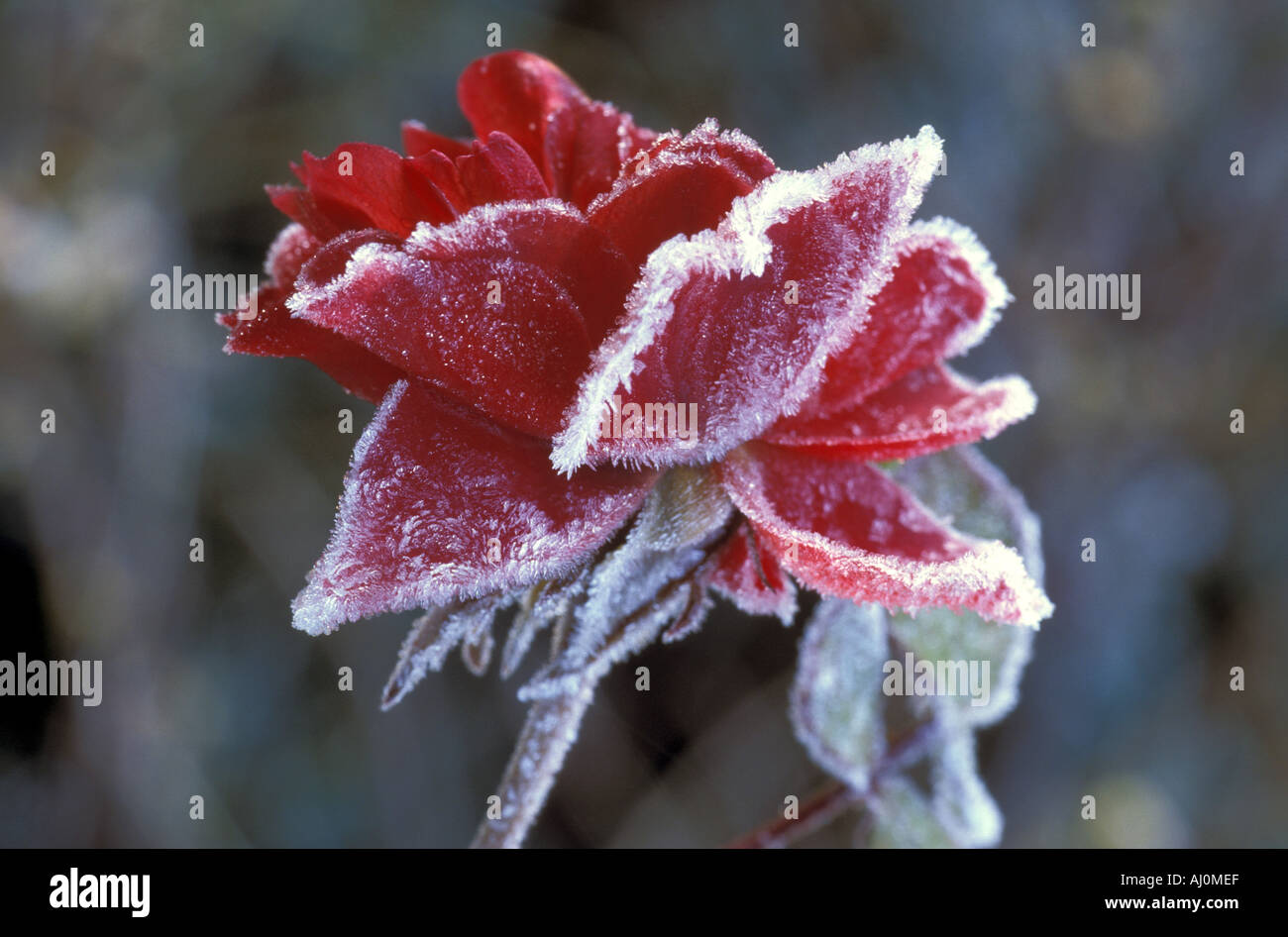 Rose with frost Italy Stock Photo - Alamy