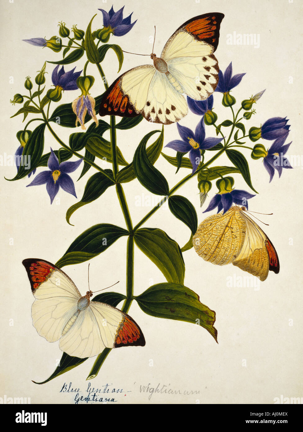 Gentiana sp., blue gentian Stock Photo - Alamy