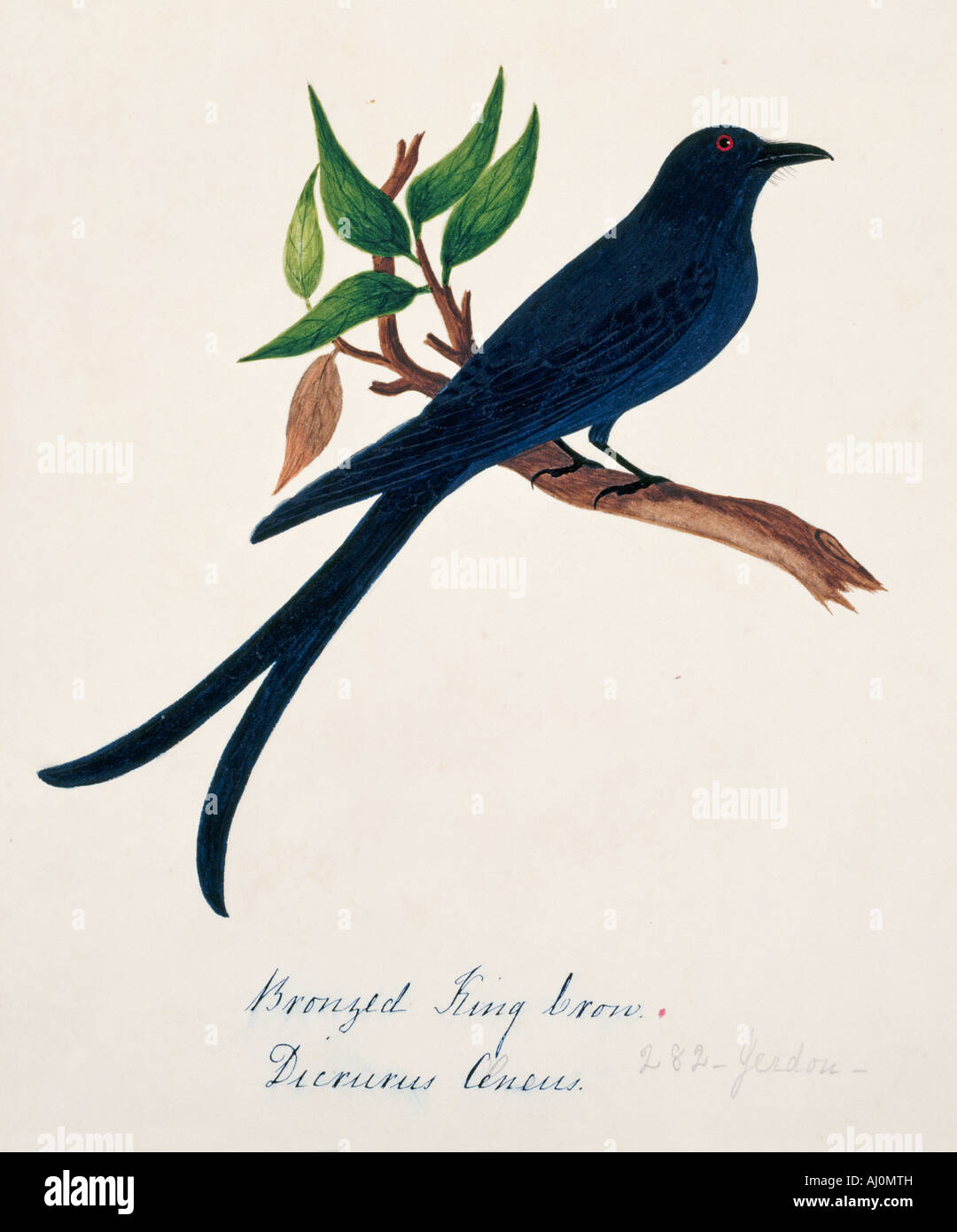 Dicrurus aeneus, bronzed drongo Stock Photo - Alamy