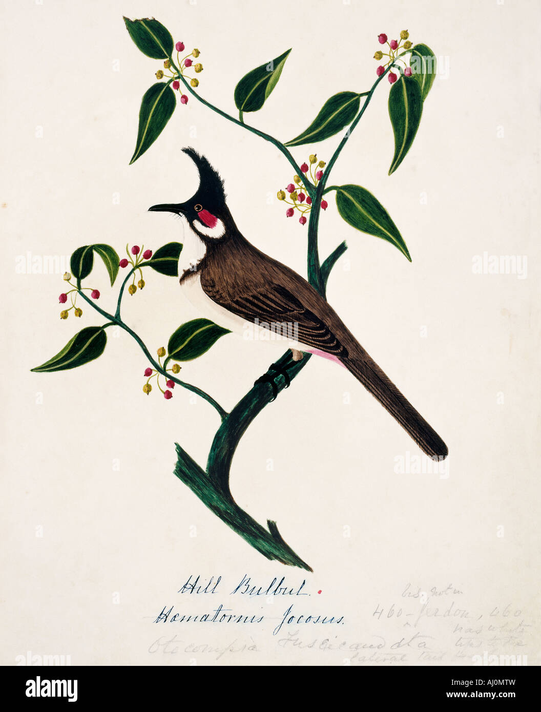 Pycnonotus jocosus, red-whiskered bulbul Stock Photo - Alamy
