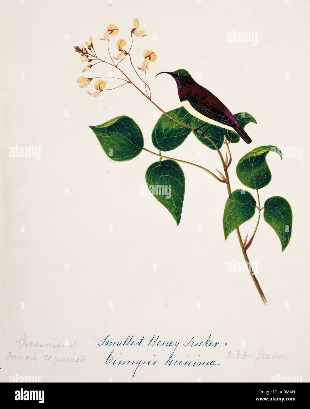 Crimson sunbird hi-res stock photography and images - Alamy