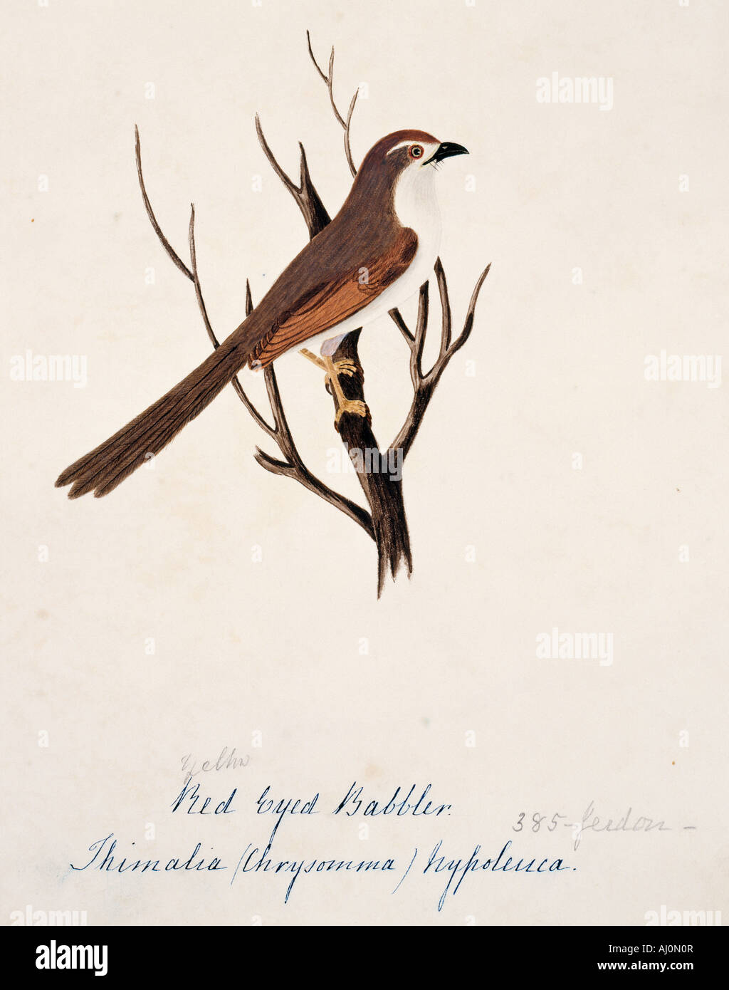 Yellow eyed babbler hi-res stock photography and images - Alamy