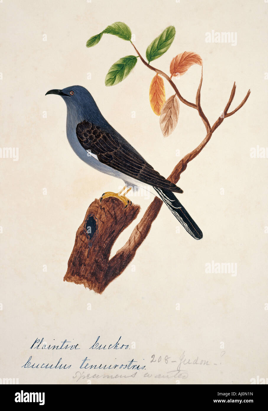 Cacomantis passerinus, grey-bellied cuckoo Stock Photo - Alamy