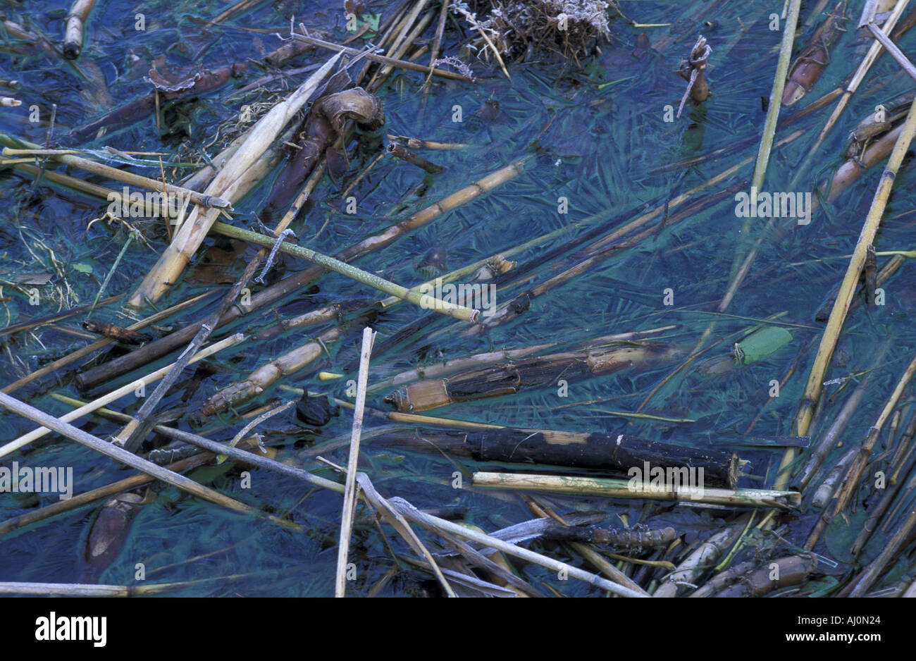 Marsh reeds on ice Italy Stock Photo - Alamy