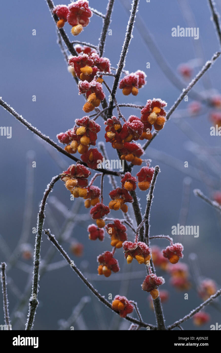 Spindle berry winter hi-res stock photography and images - Alamy