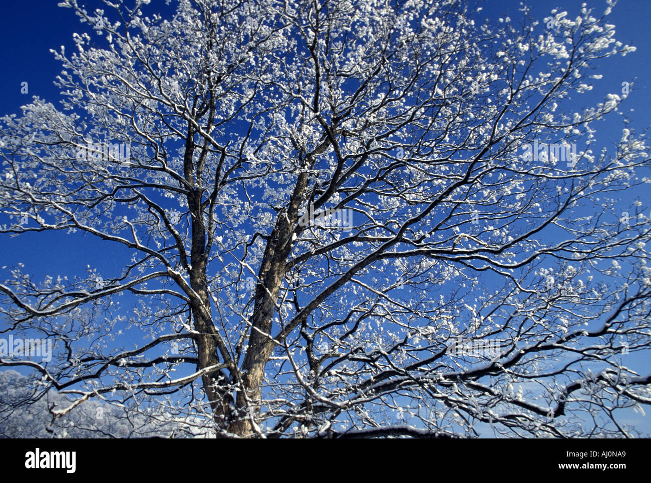 Walnut branches and snow Italy Stock Photo - Alamy