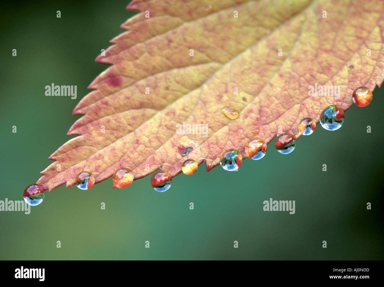 Guttation on spiraea leaf Italy Stock Photo - Alamy