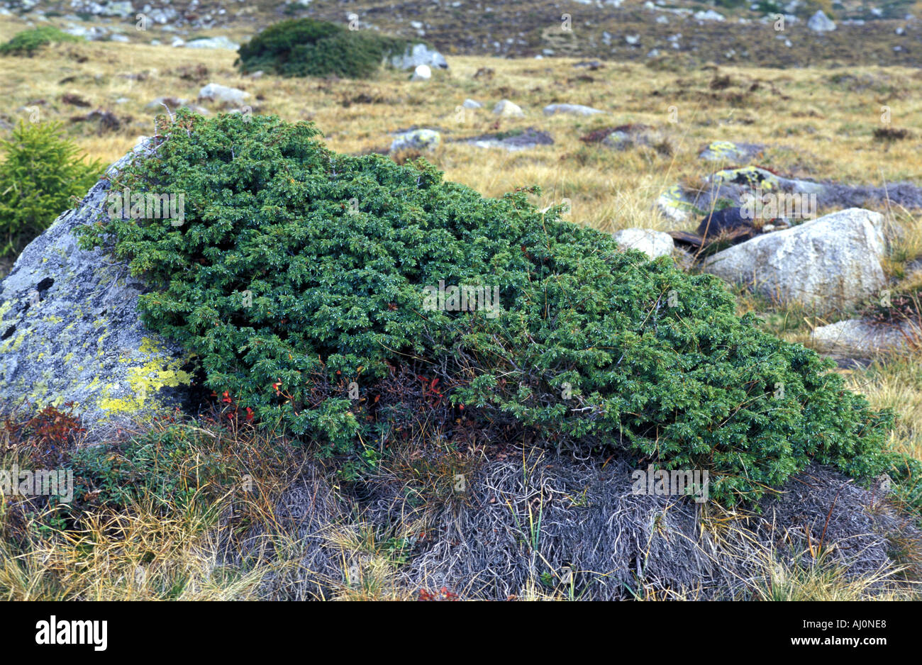 Juniperus communis italy hi-res stock photography and images - Alamy