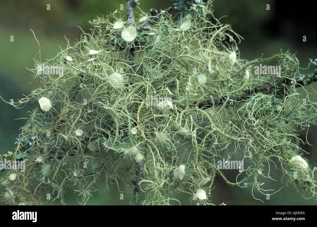 Usnea florida hi-res stock photography and images - Alamy